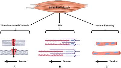 Frontiers | Inter-set stretch: A potential time-efficient strategy for enhancing skeletal muscle ...